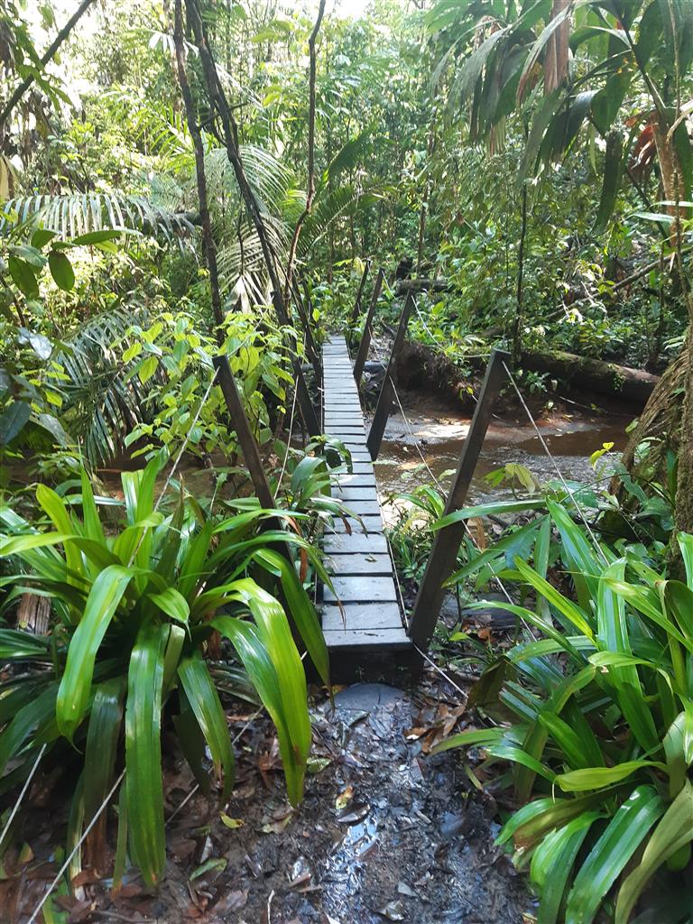 SENTIER DE LA SAVANE-ROCHE VIRGINIE - Guyane Amazonie