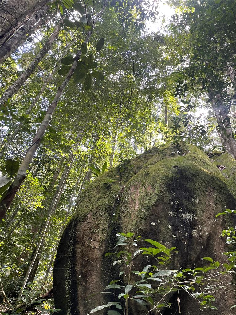 SENTIER DE LA SAVANE-ROCHE VIRGINIE - Guyane Amazonie