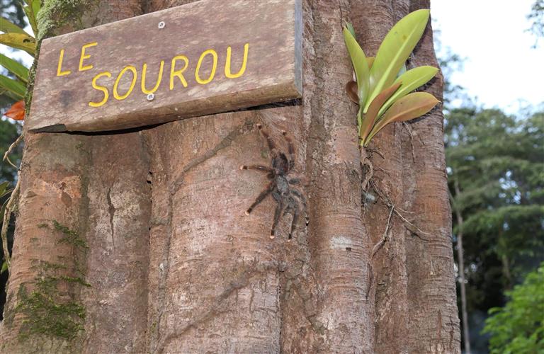 LE SOUROU - Guyane Amazonie