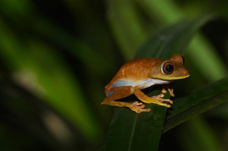 NATURE NOCTURNE - Guyane Amazonie